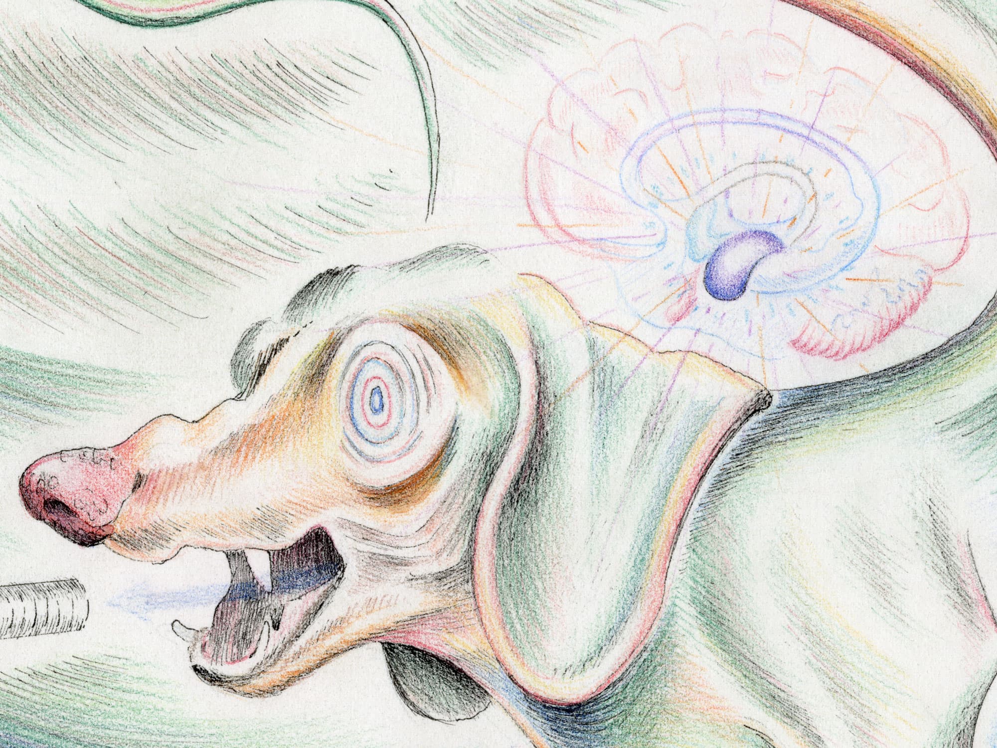 Amygdala Hijack | Sarah Grass | Testudo